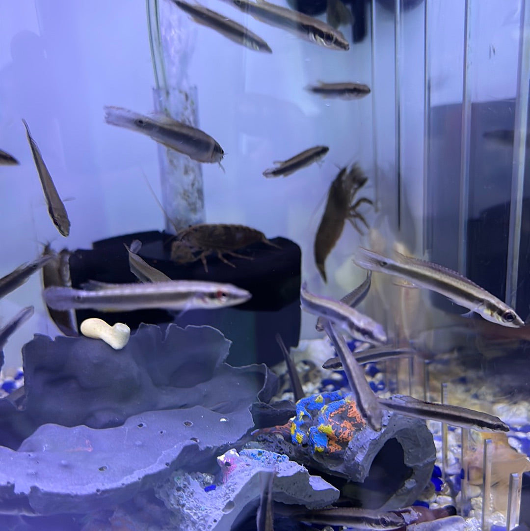 Regani Pike Fish (Crenicichla Regani) – monsteraquariumonline