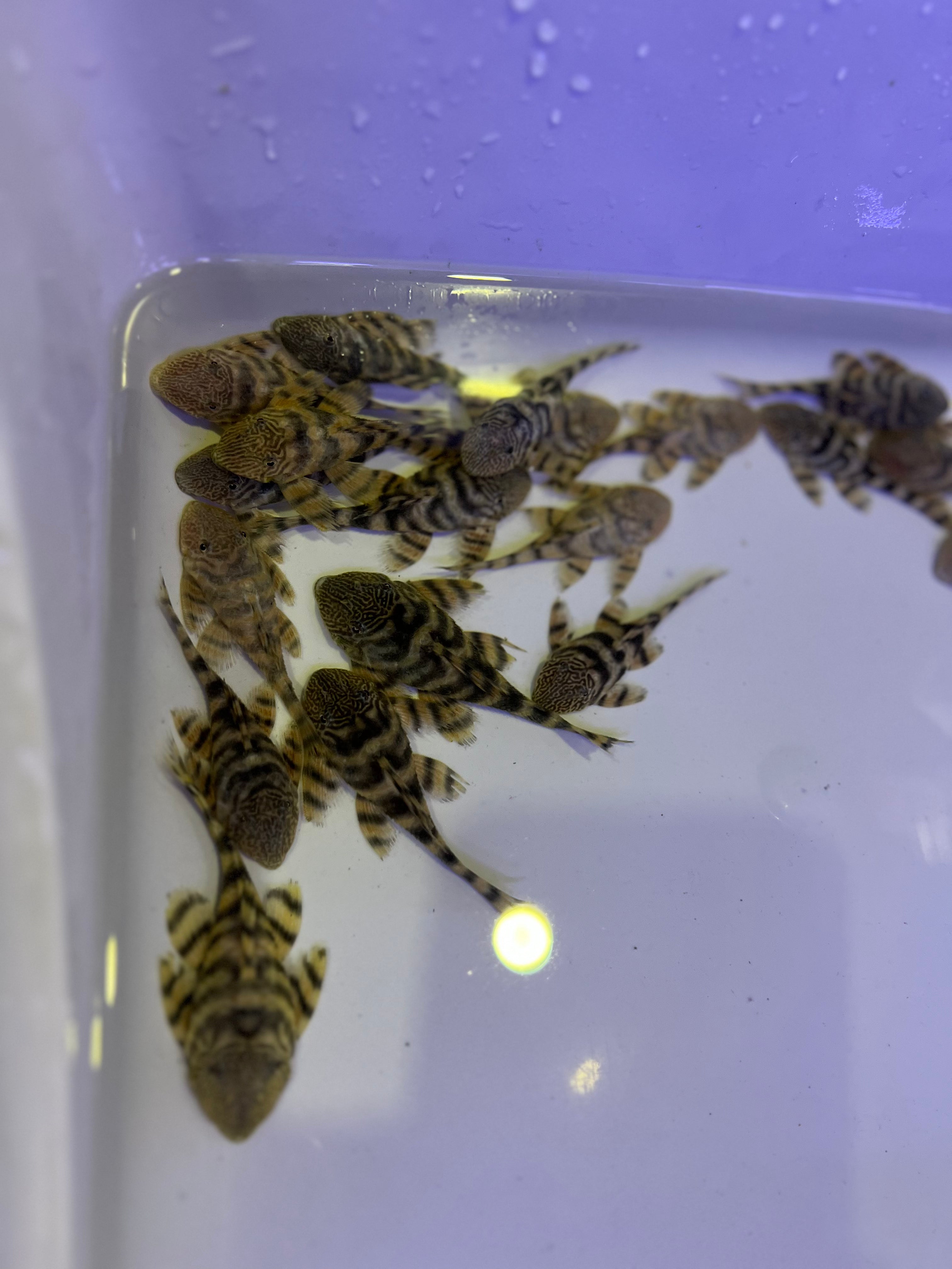 L397 Alenquer Tiger Pleco (Panaqolus sp) – monsteraquariumonline