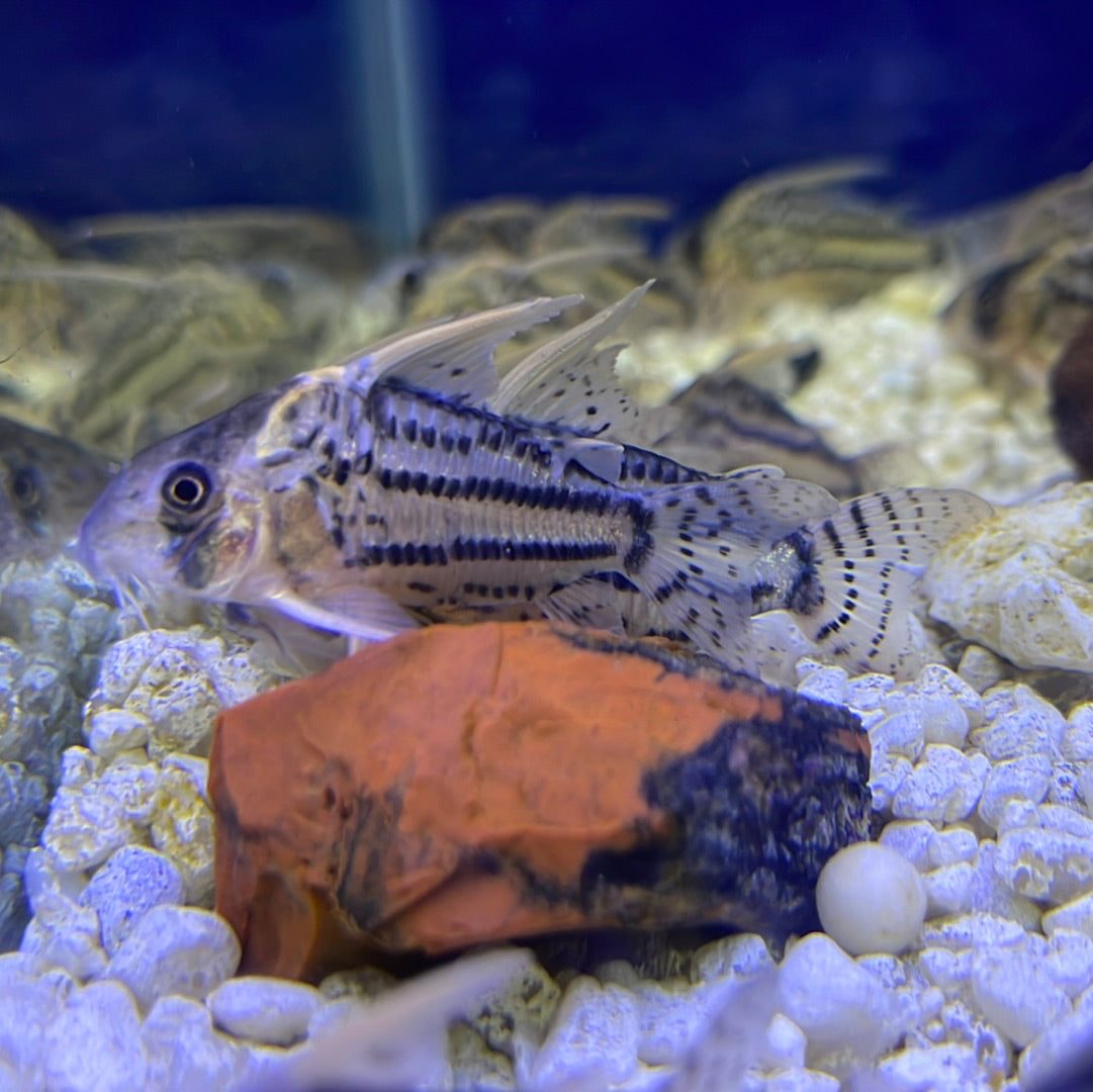 Corydora – monsteraquariumonline