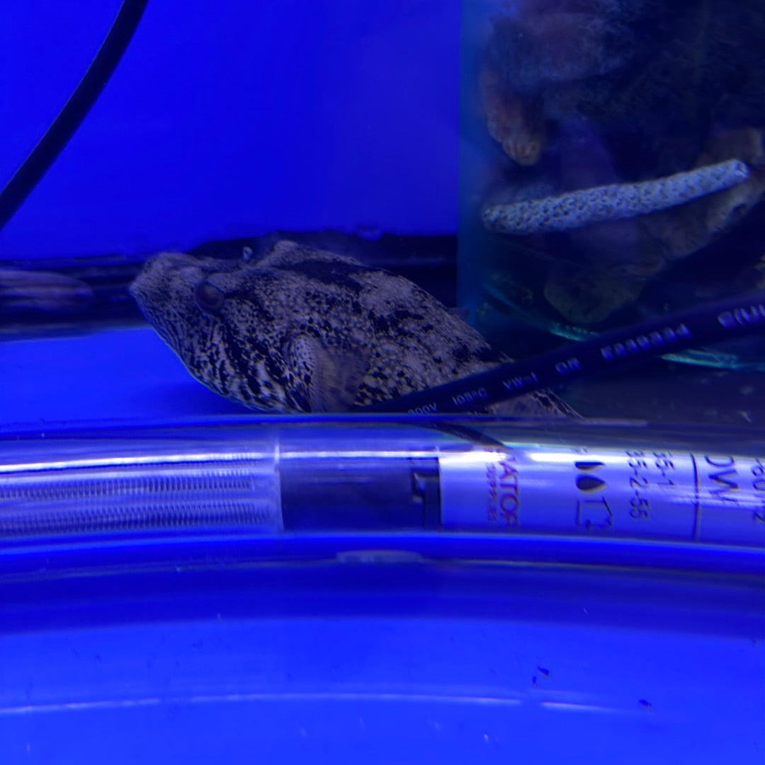 Aquarium Puffer Fish For Sale - Monster aquarium – monsteraquariumonline