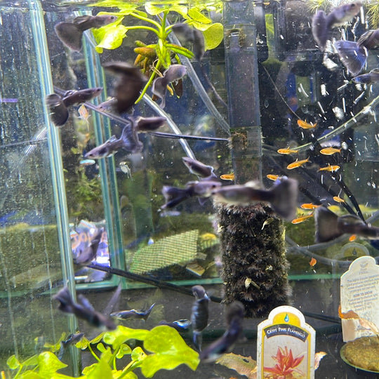 Black Moscow Guppy (Male)(Poecilia reticulata) – monsteraquariumonline