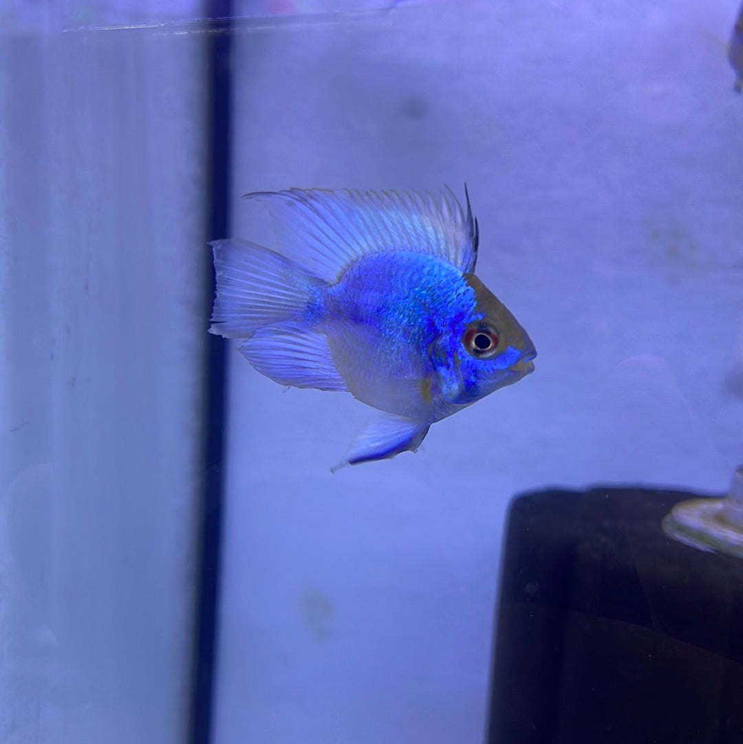 Ramirezi – monsteraquariumonline