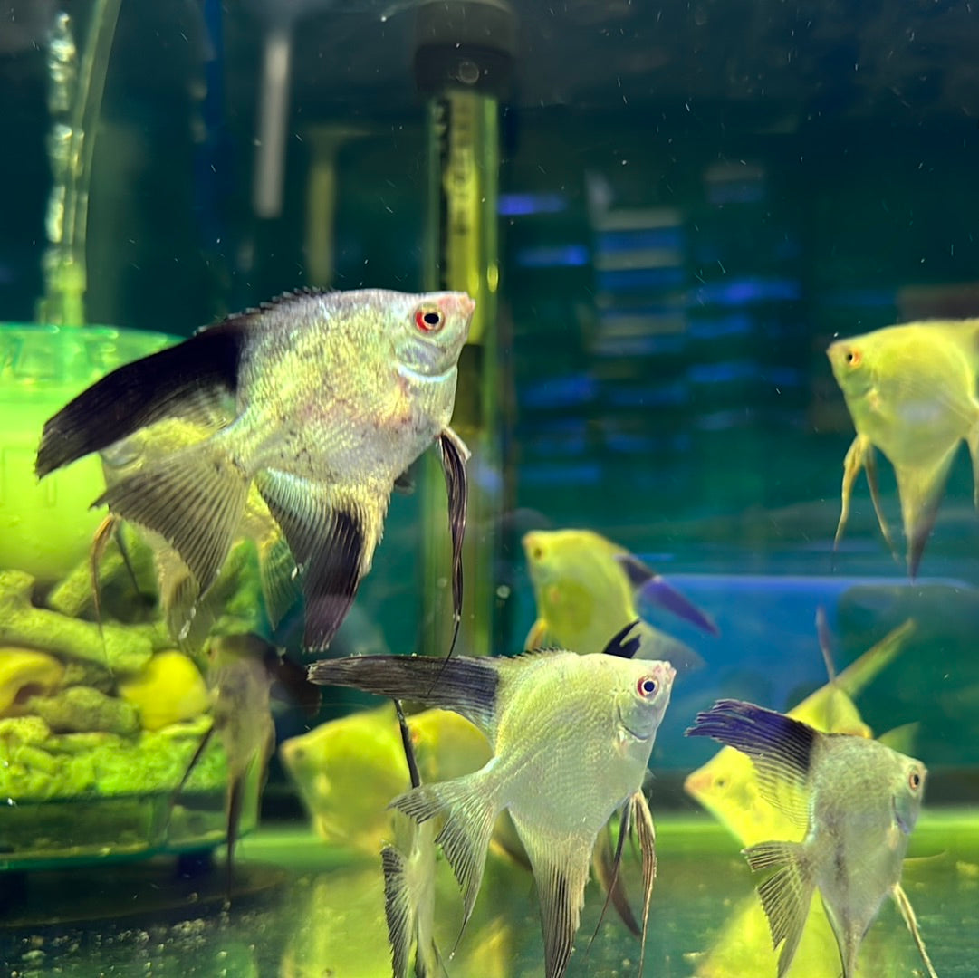 Bulgarian seal point Angel (Pterophyllum scalare) – monsteraquariumonline