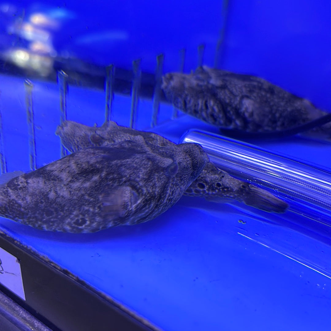 Pignose Puffer (Tetraodon suvattii) – monsteraquariumonline