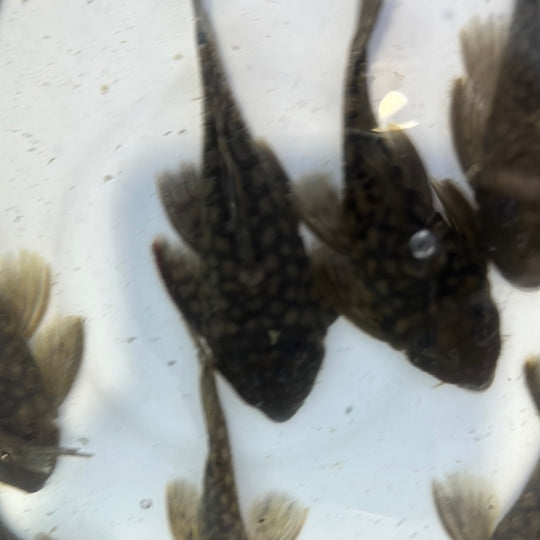 L020 Pleco (Spectracanthicus zuanoni ) – monsteraquariumonline