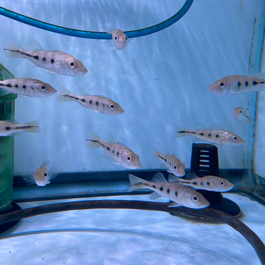 Monoculus Peacock Bass Fish For Sale - Monster Aquarium ...