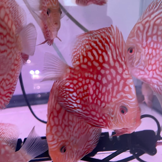 Discus Fish For Sale New York - Buy Discus Fish Online ...