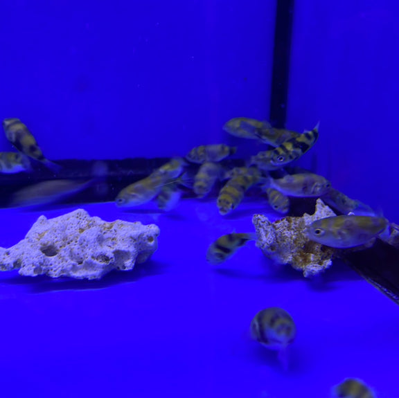 Amazon Puffer (Colomesus asellus)