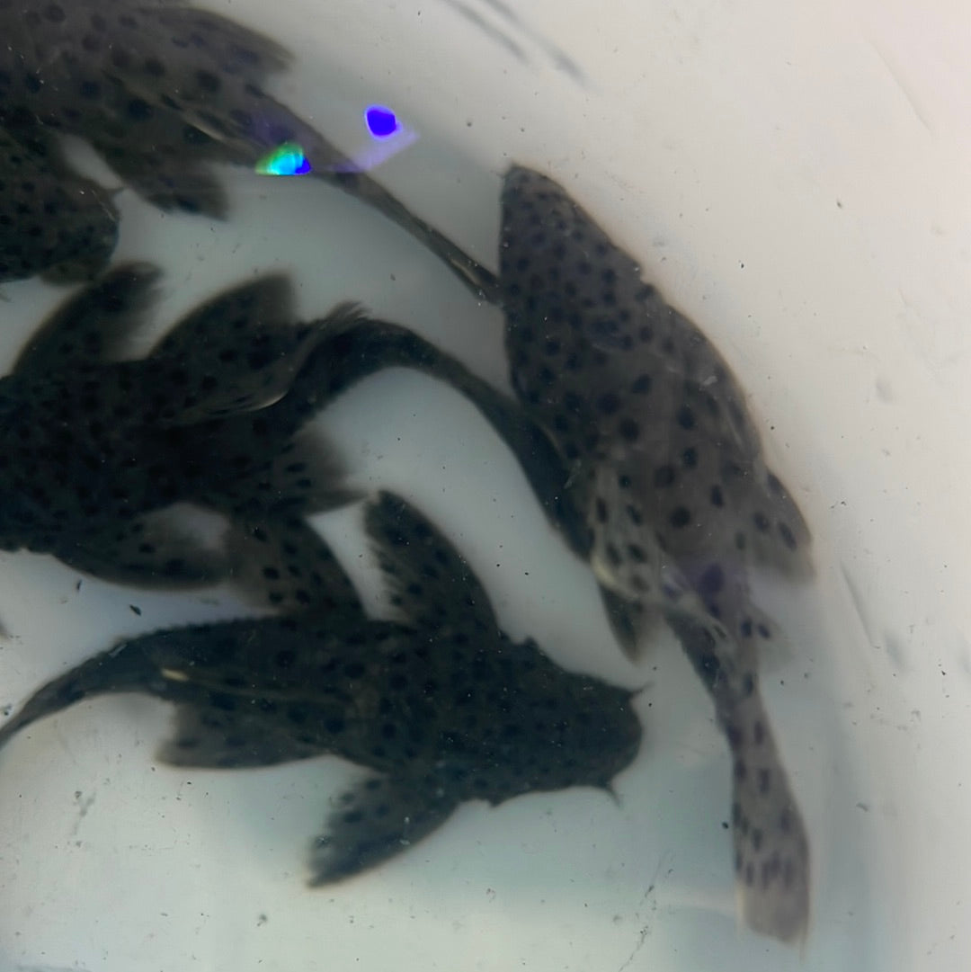 L264 Sultan Pleco (Leporacanthicus joselimai) – monsteraquariumonline