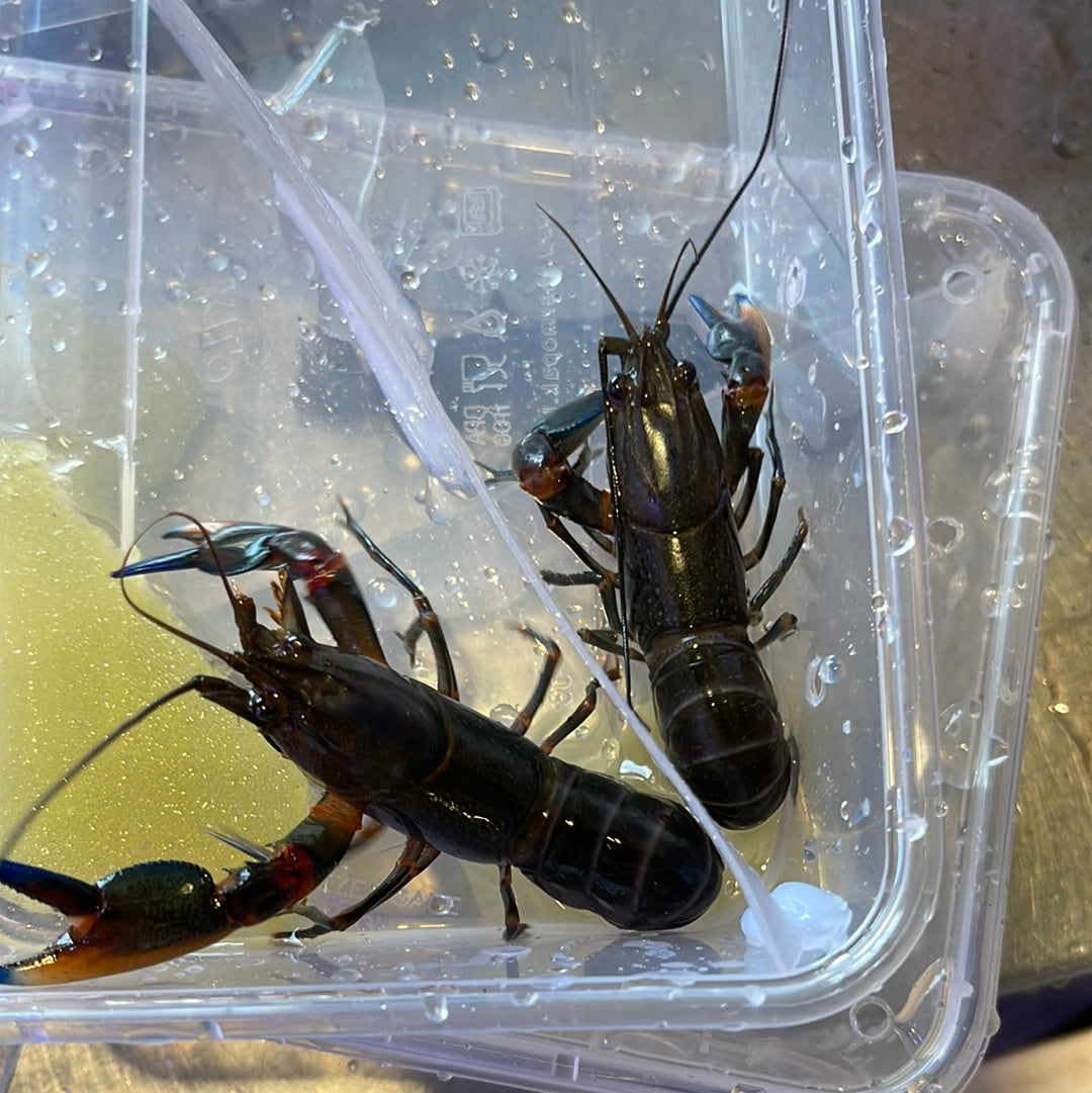 Buy Crustacean Online - Monster Aquarium – monsteraquariumonline