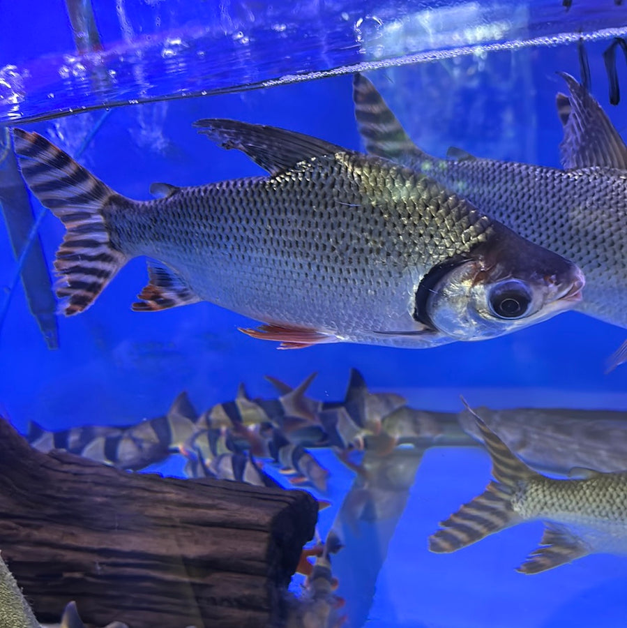 Flagtail Red Fin Prochilodus (Semaprochilodus insignis ...