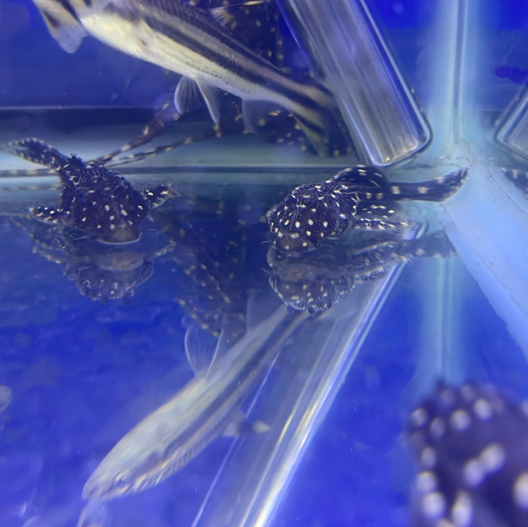 L155 Adonis Pleco (Acanthicus hystrix) – monsteraquariumonline