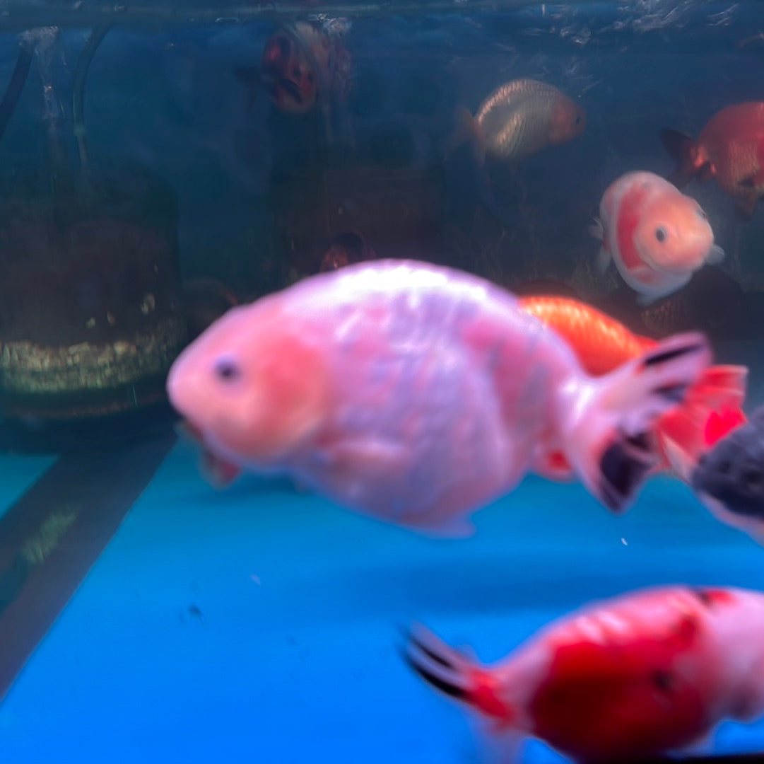 Ranchu Goldfish For Sale - Aquarium Fish – monsteraquariumonline