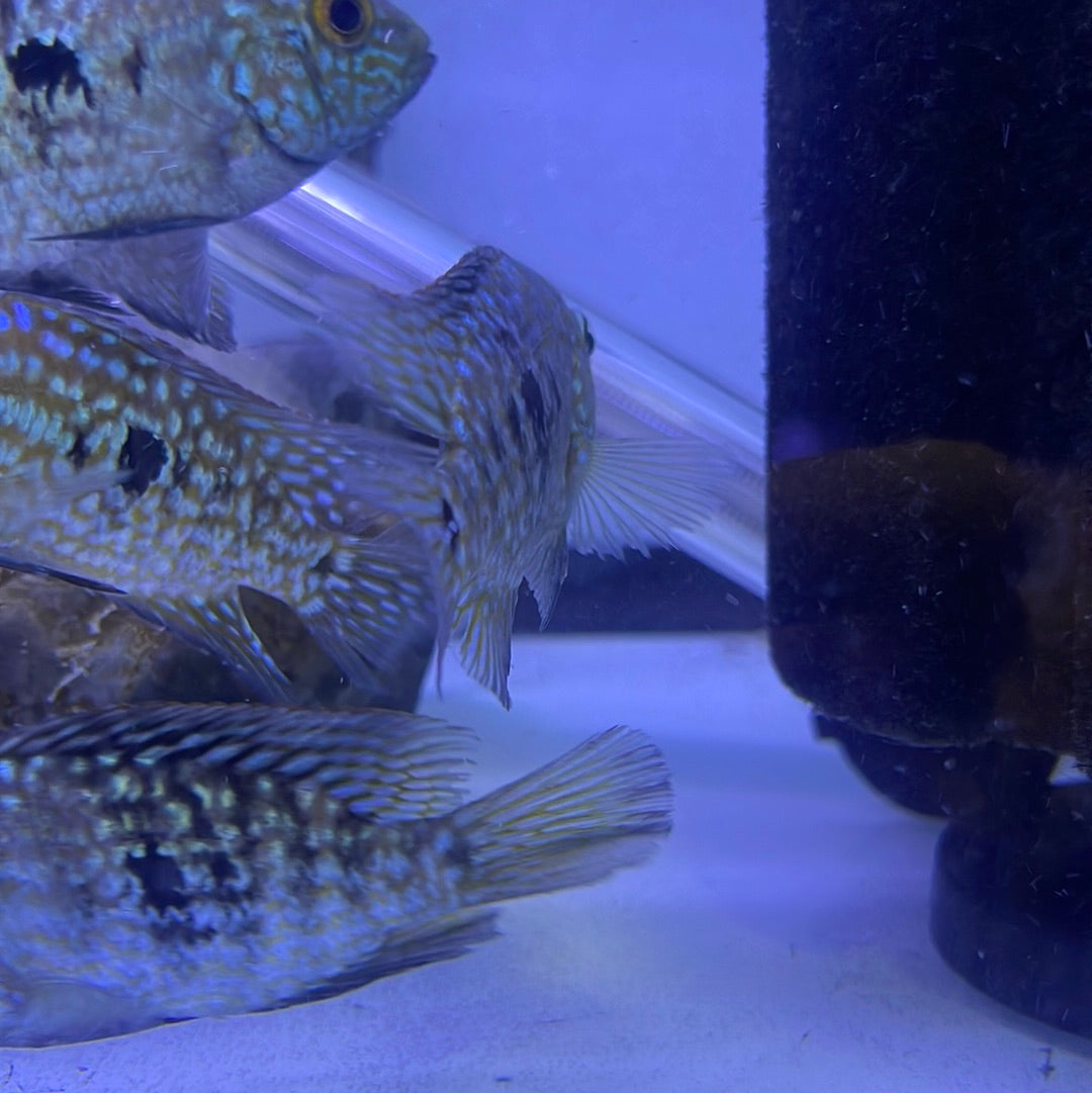 Green Texas Cichlid (Herichthys carpintis) – monsteraquariumonline