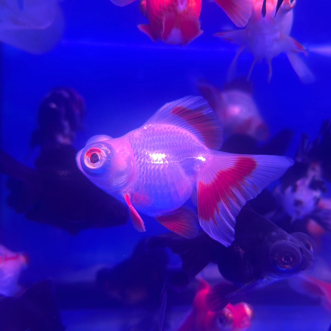 A Grade Butterfly Telescope Goldfish (Carassius Auratus ...