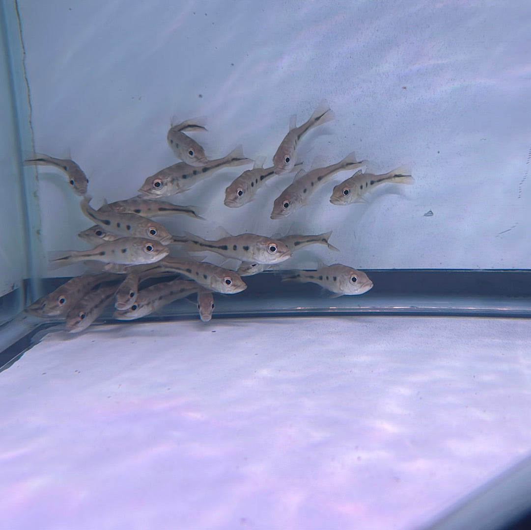 Monoculus Peacock Bass (Cichla monoculus) – monsteraquariumonline