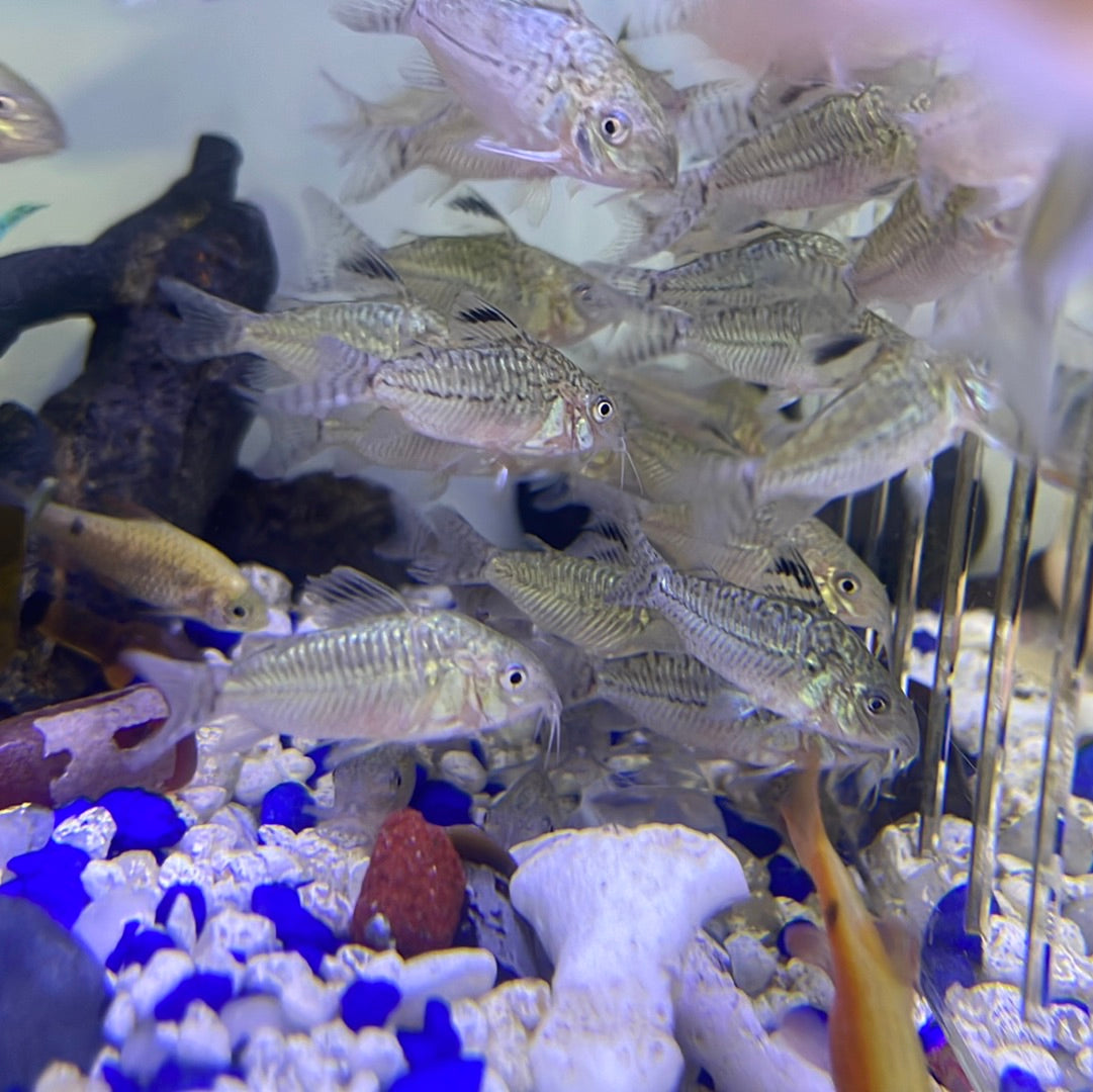Agassizii Cory (Corydoras agassizii)