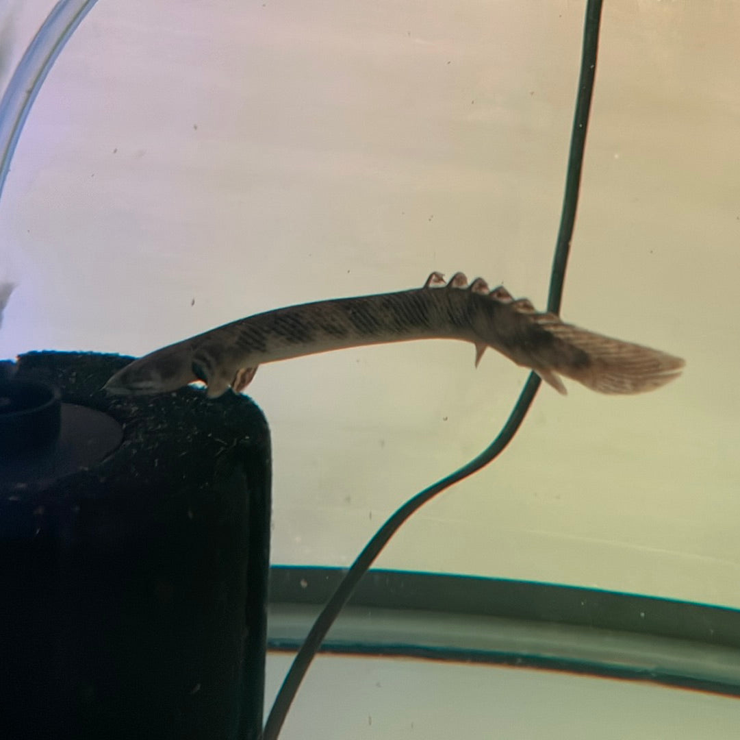 Retropinnis Polypterus Bichir (Polypterus retropinnis ...