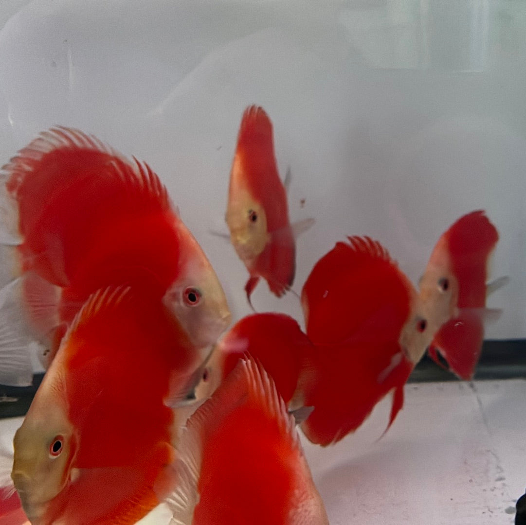 Discus Fish For Sale New York - Buy Discus Fish Online ...