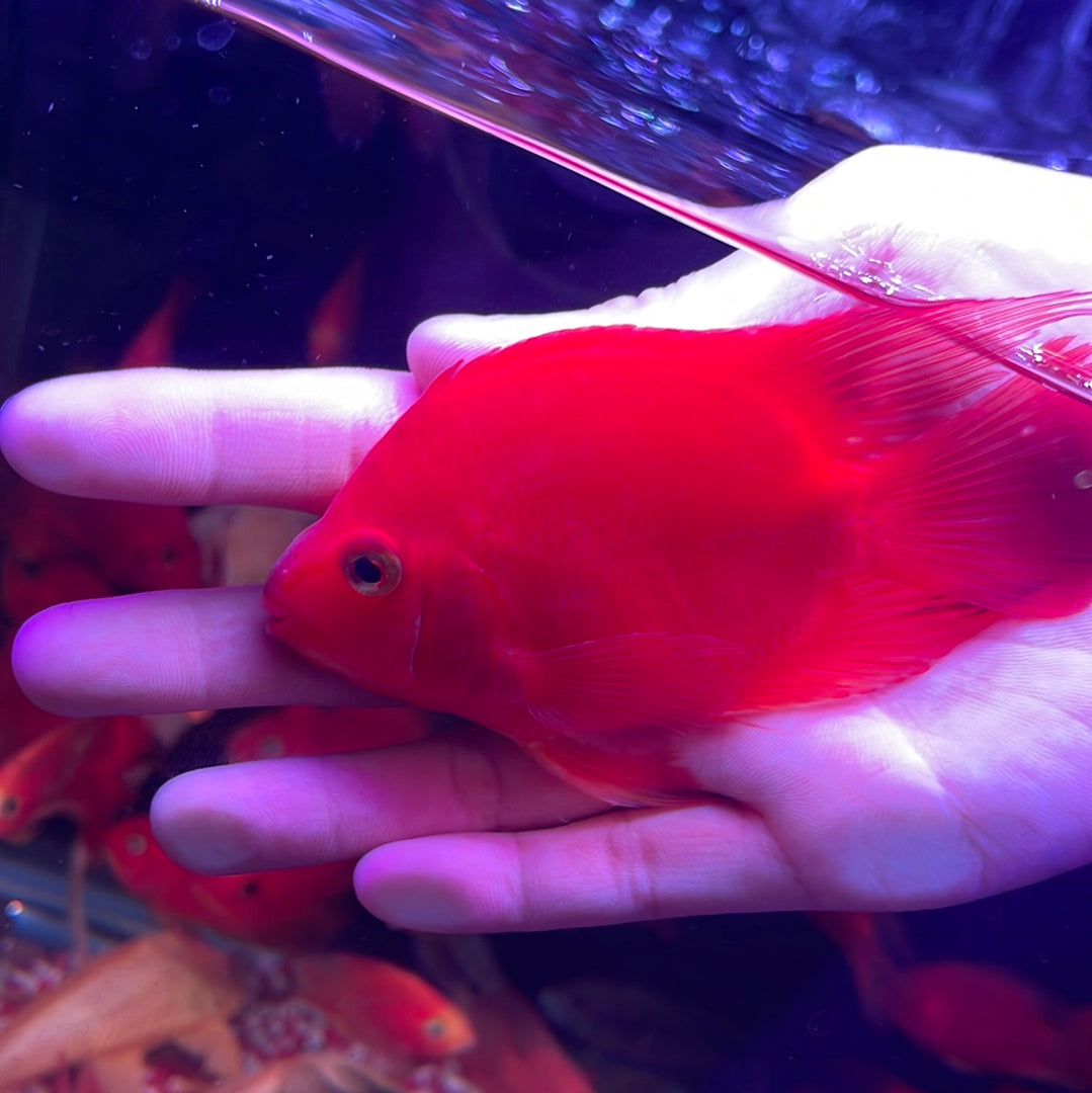 Red Mammon (Cichlasoma sp) – monsteraquariumonline