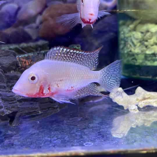South American Cichlid Fish For Sale - Monster aquarium – Page 3 ...
