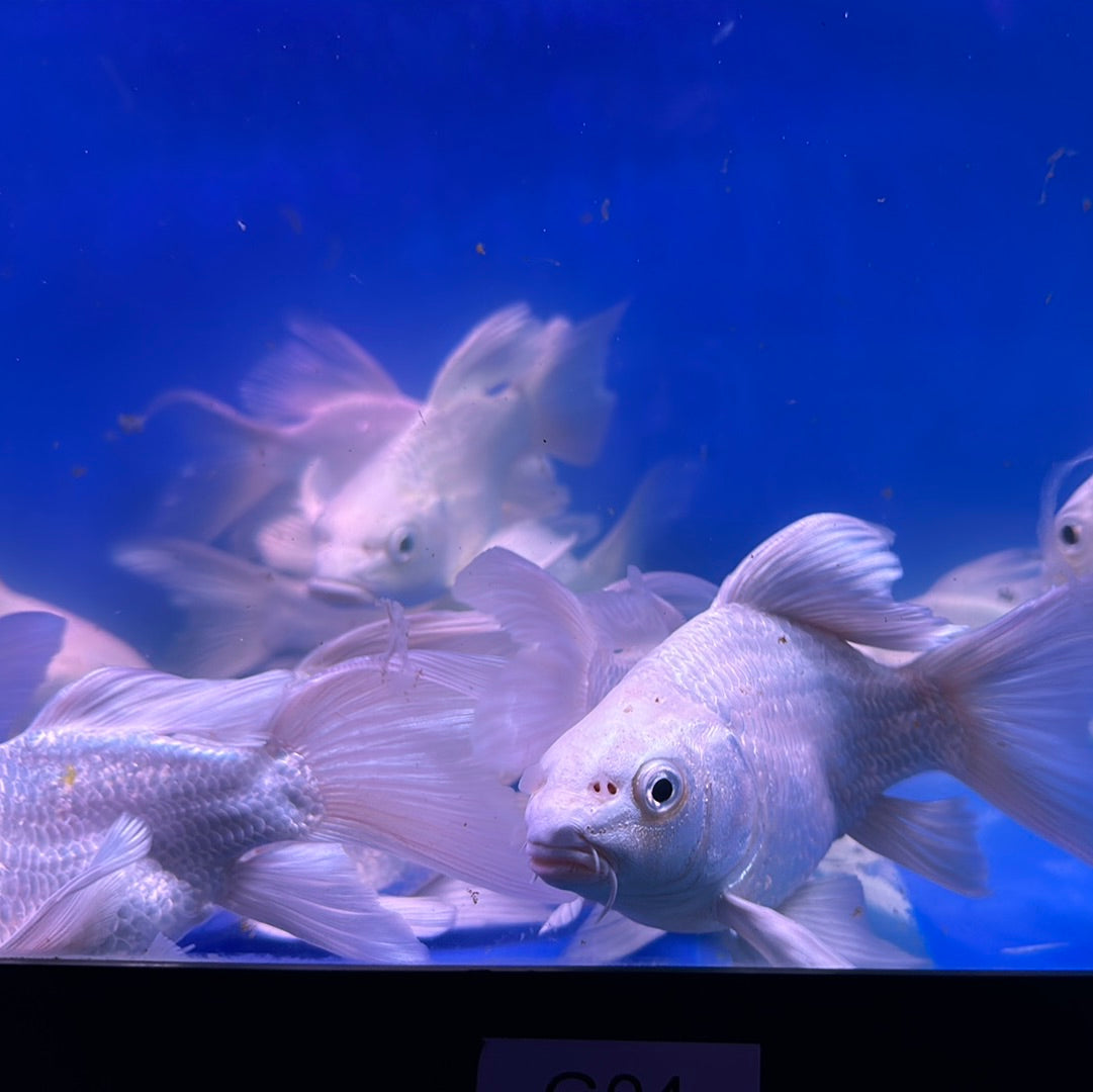 Koi – monsteraquariumonline