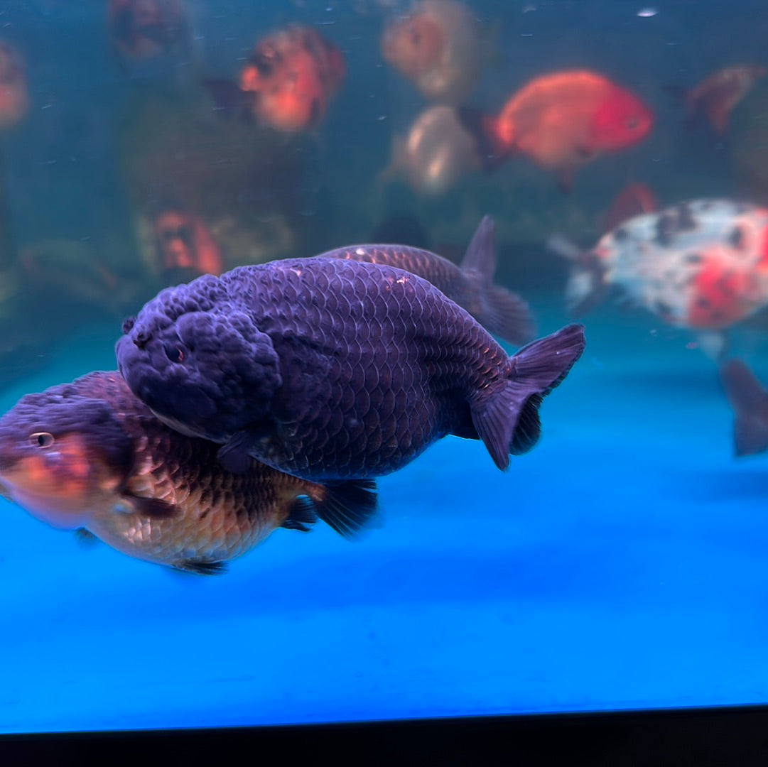 Ranchu Goldfish For Sale - Aquarium Fish – monsteraquariumonline