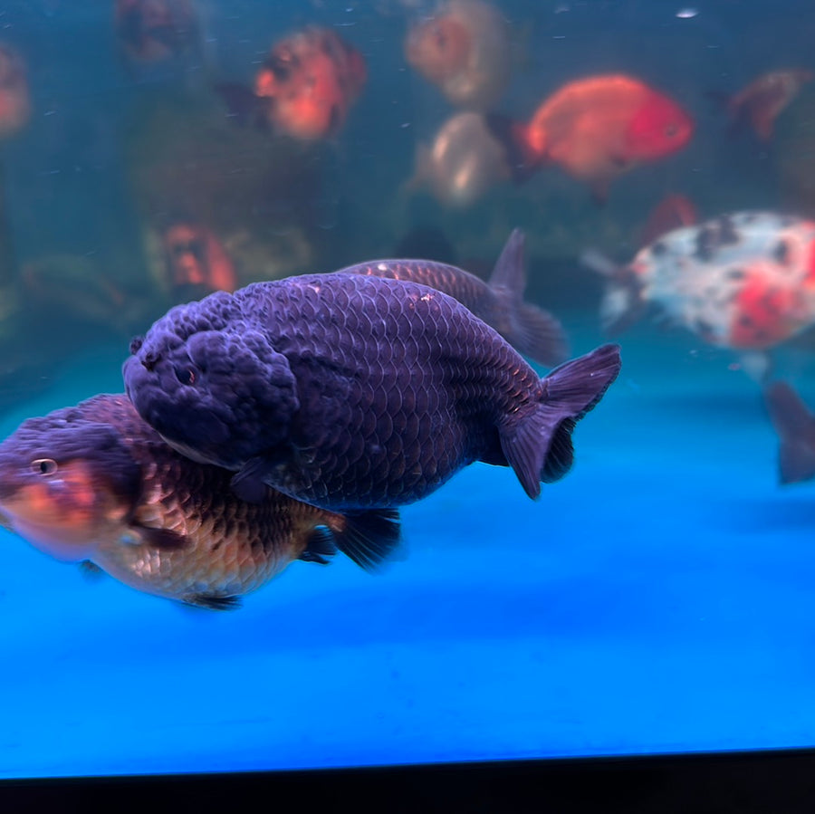Ranchu Goldfish For Sale - Aquarium Fish – monsteraquariumonline