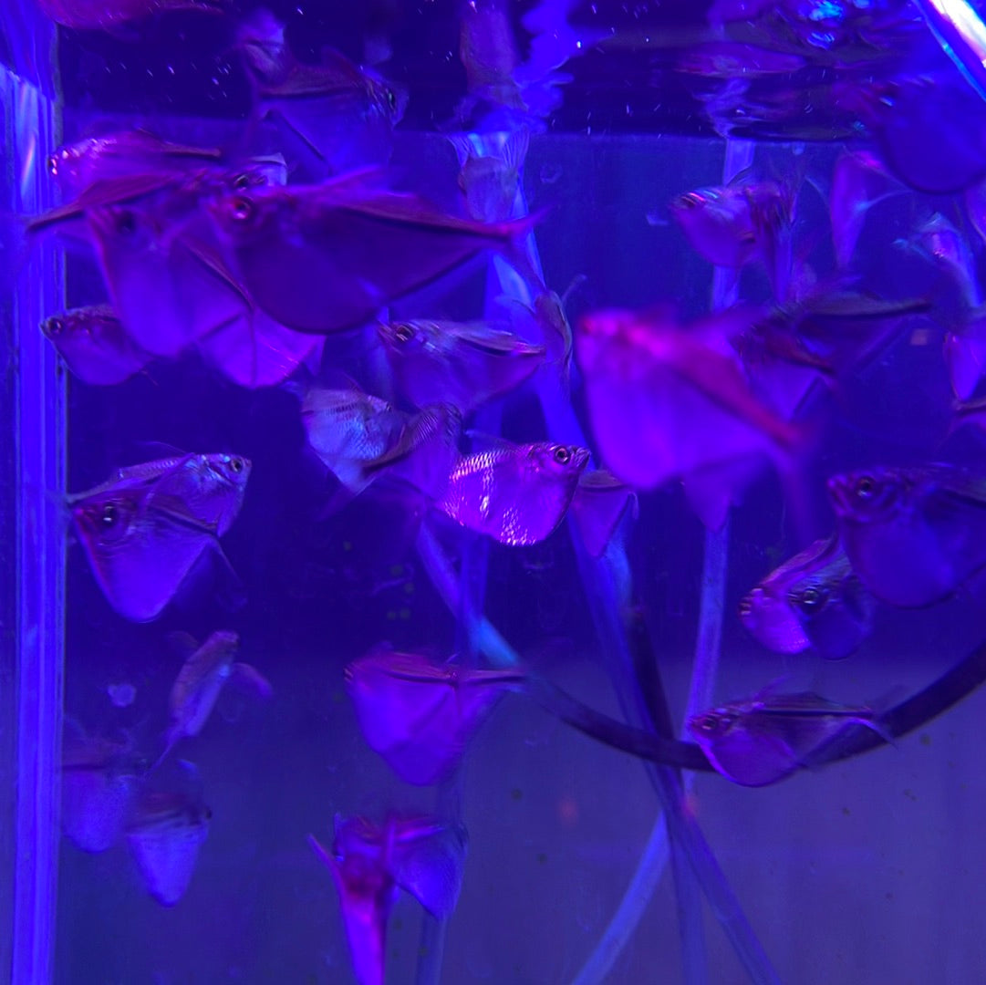 Shop Online For Tetra Fish - Buy Neon Tetra Online – Page 2 ...