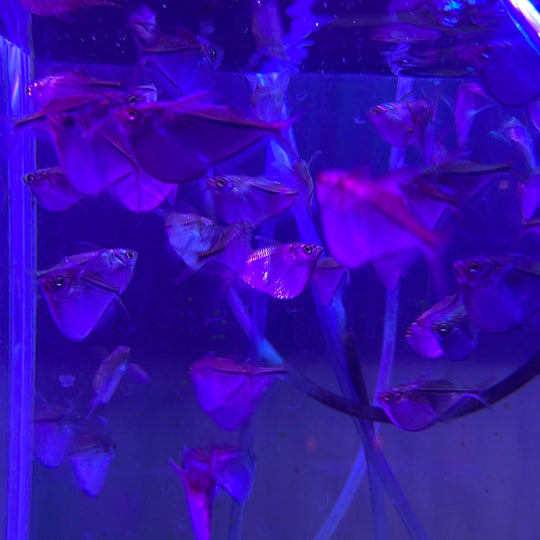 Blackline Hatchet fish ( Gastroplecus Sternica ) – monsteraquariumonline