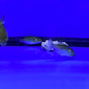 Avocado Puffer (Auriglobus modestus) – monsteraquariumonline