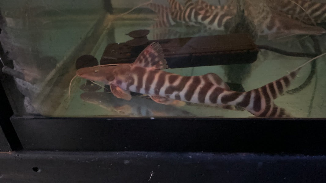 Tigrinus Catfish (Pseudoplatystoma tigrinum) – monsteraquariumonline