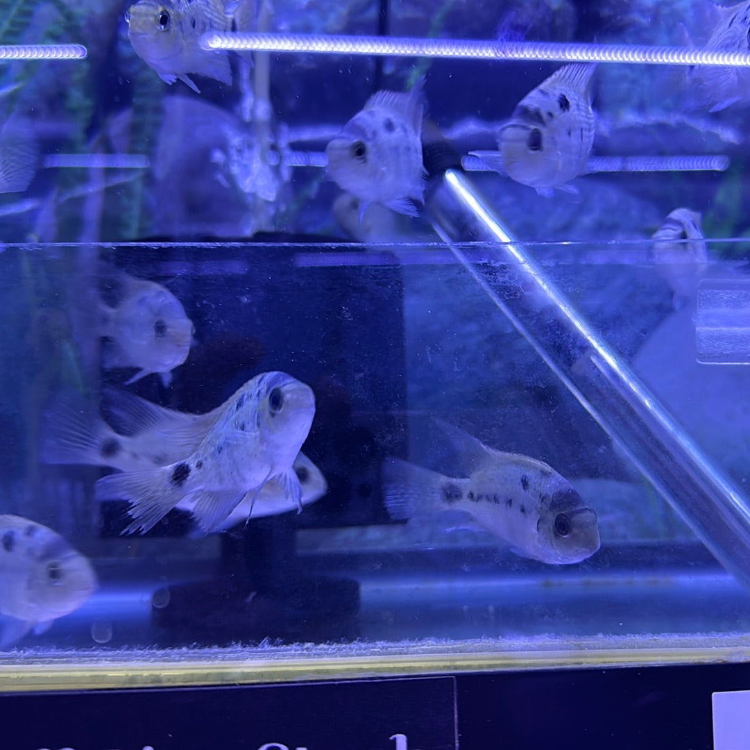 Silver Cichlid ( Vieja Argenteus )