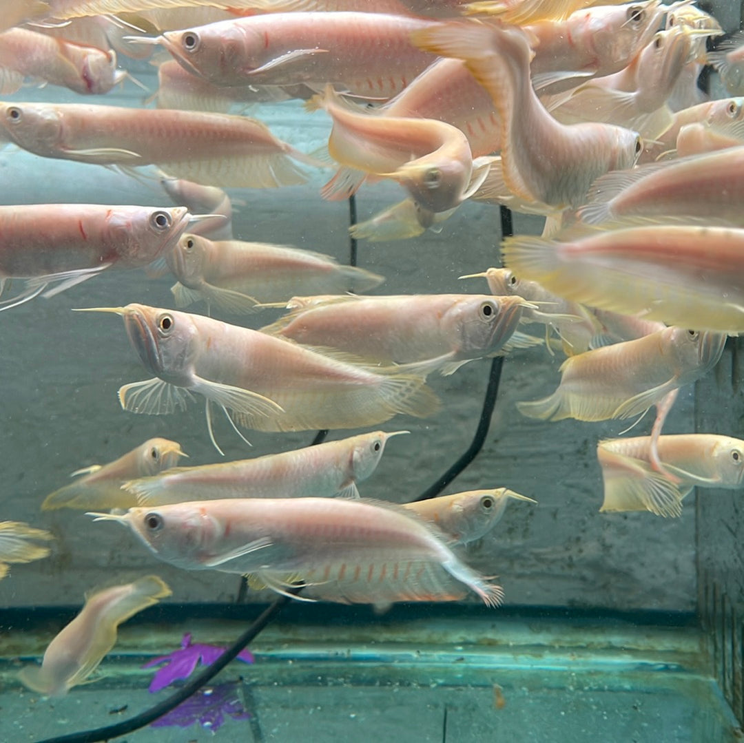 Albino Silver Arowana (Osteoglossum bicirrhosum) – monsteraquariumonline