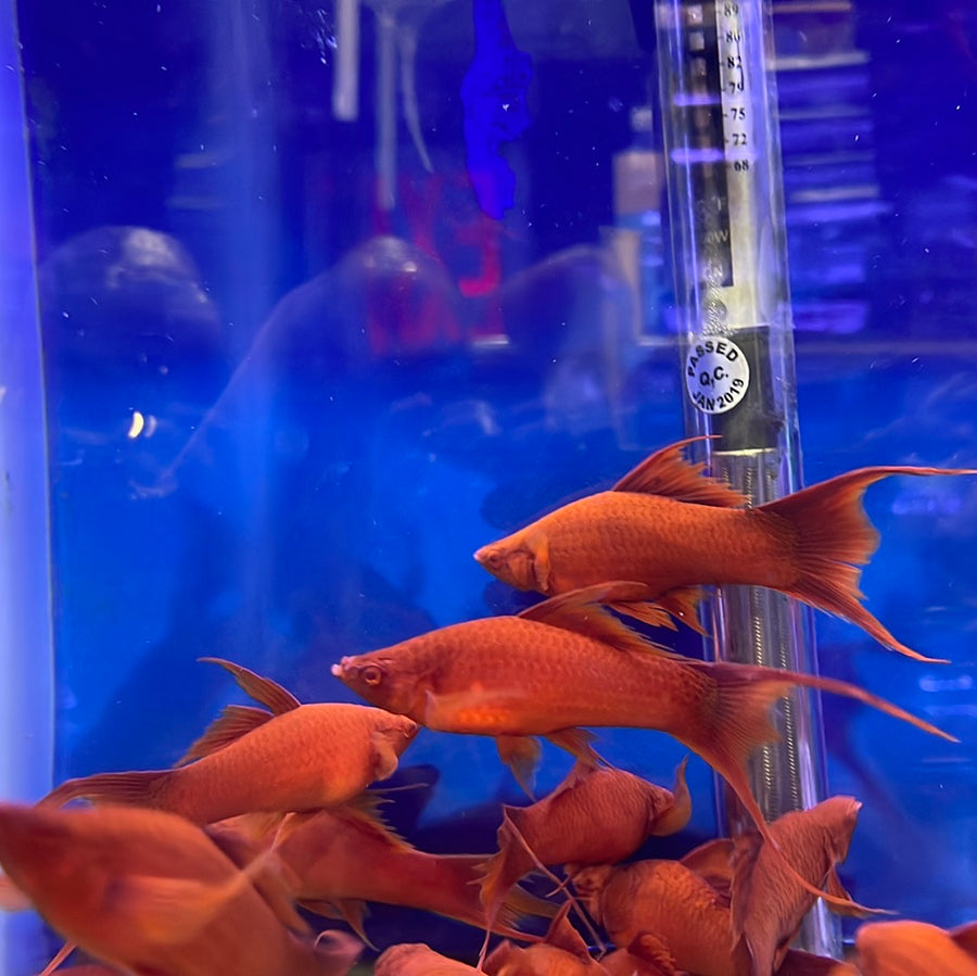 Shop Online For Tetra Fish - Buy Neon Tetra Online – monsteraquariumonline
