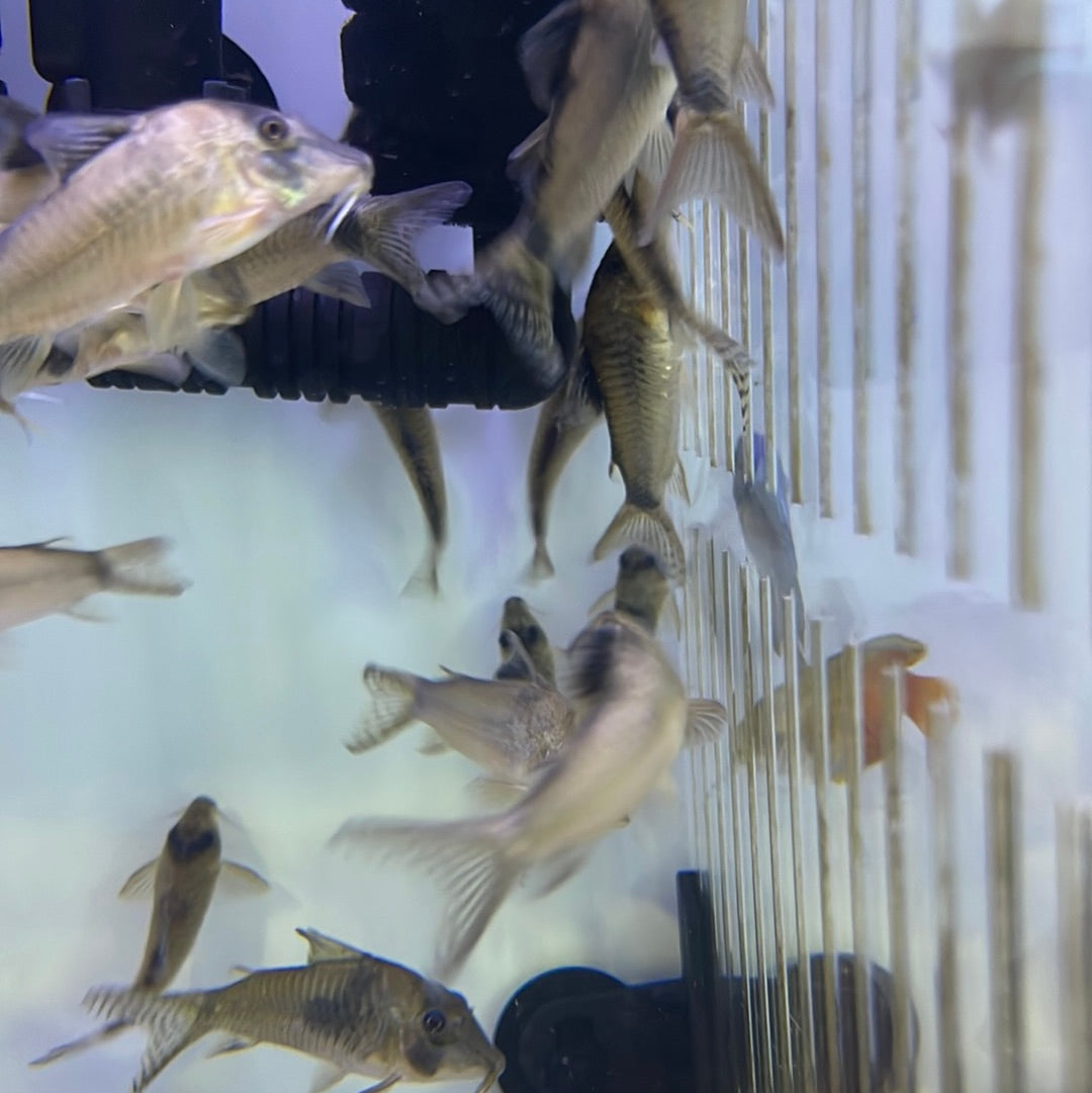 Olga Cory – monsteraquariumonline