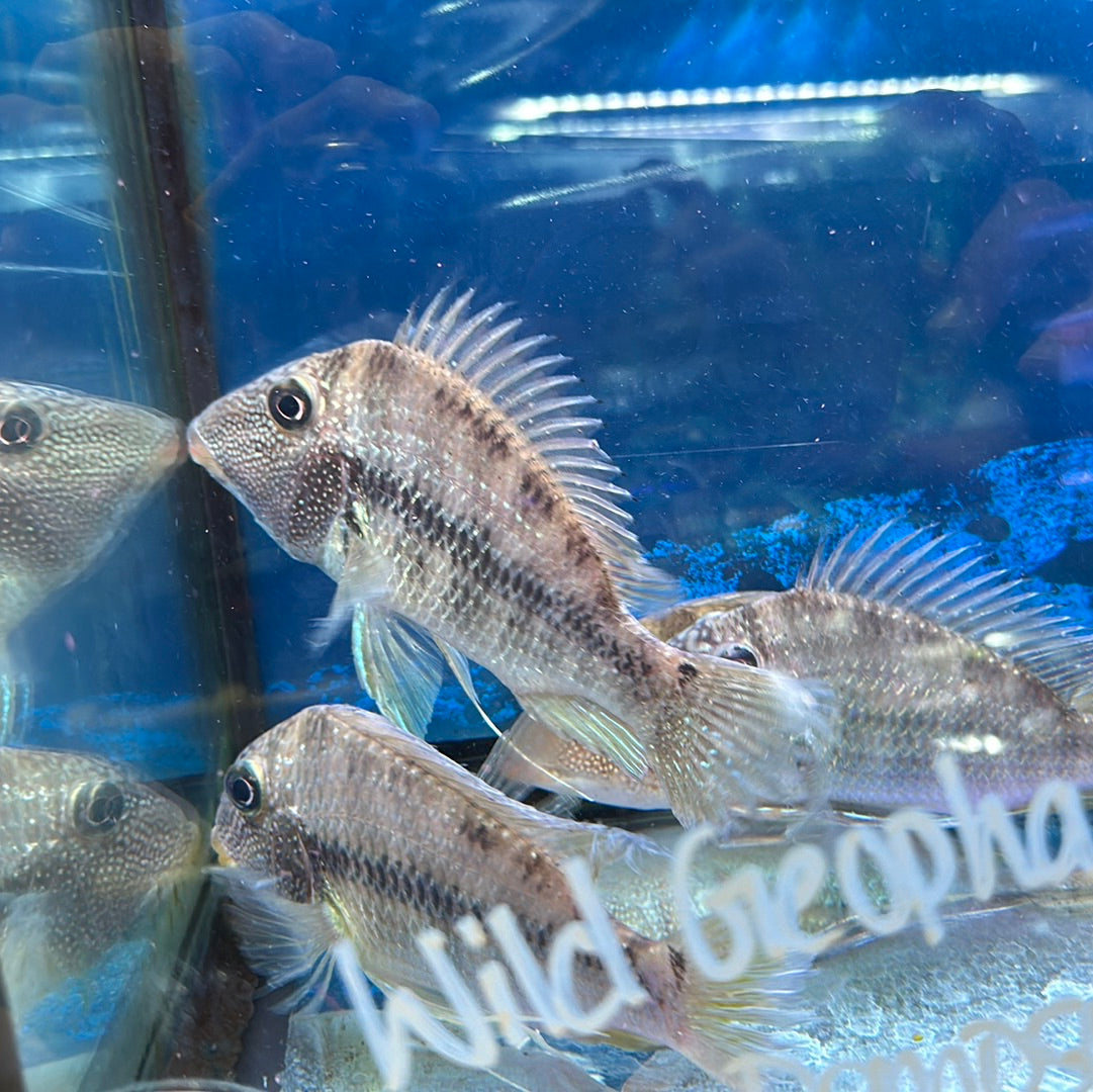 Jurupari Geophagus (Geophagus jurupari) – monsteraquariumonline