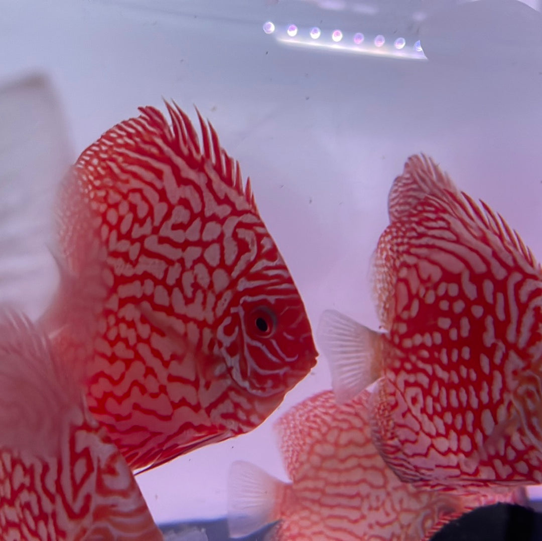 Red Checkerboard Discus (Symphysodon aequifasciatus ...