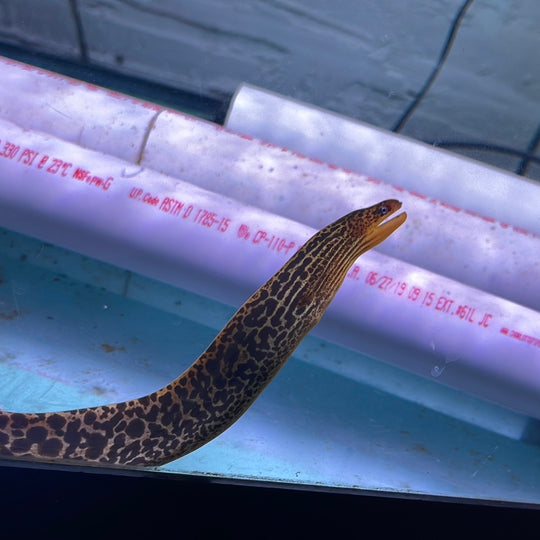 Tiger Moray Eel (Gymnothorax Polyuranodon) – monsteraquariumonline