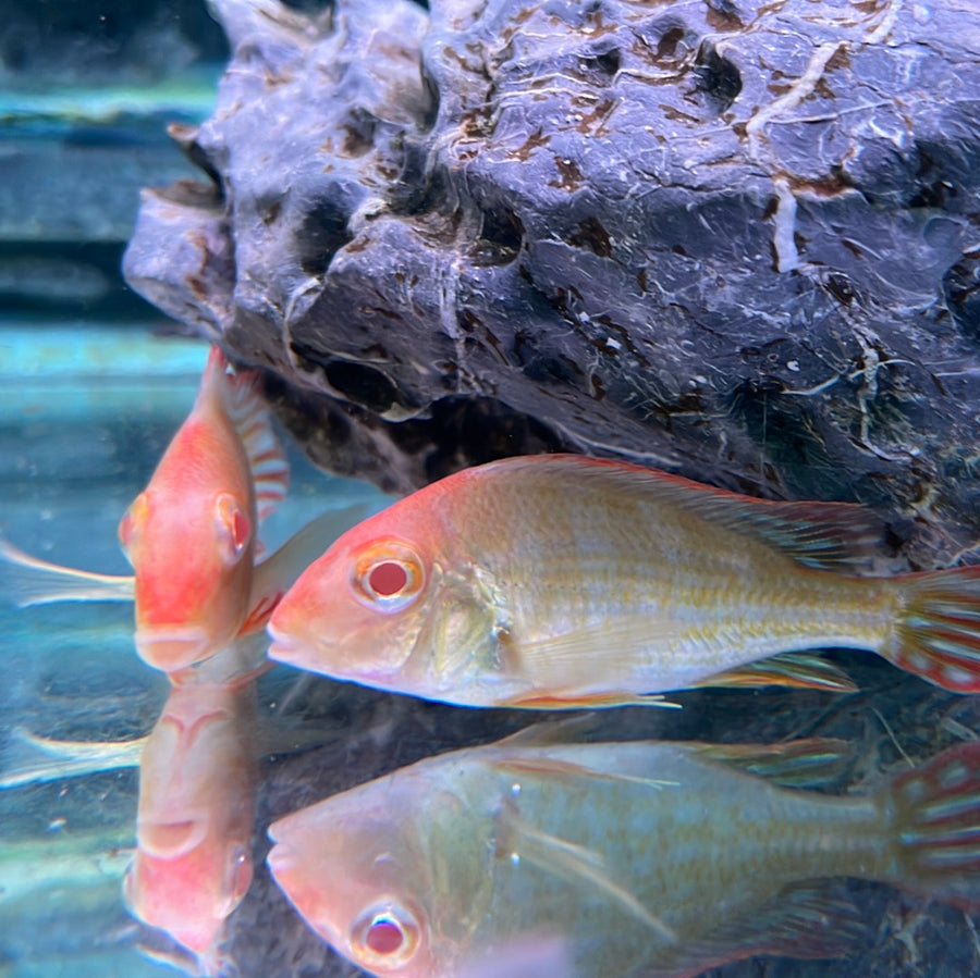 Albino Red Head Tapajos Geophagus Cichlid (Geophagus sp. "Red Head Tap ...