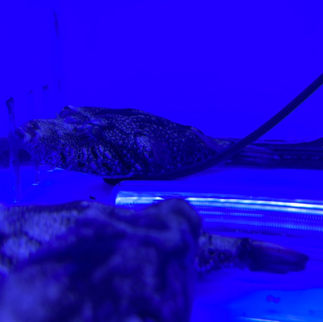 Pignose Puffer (Tetraodon suvattii)