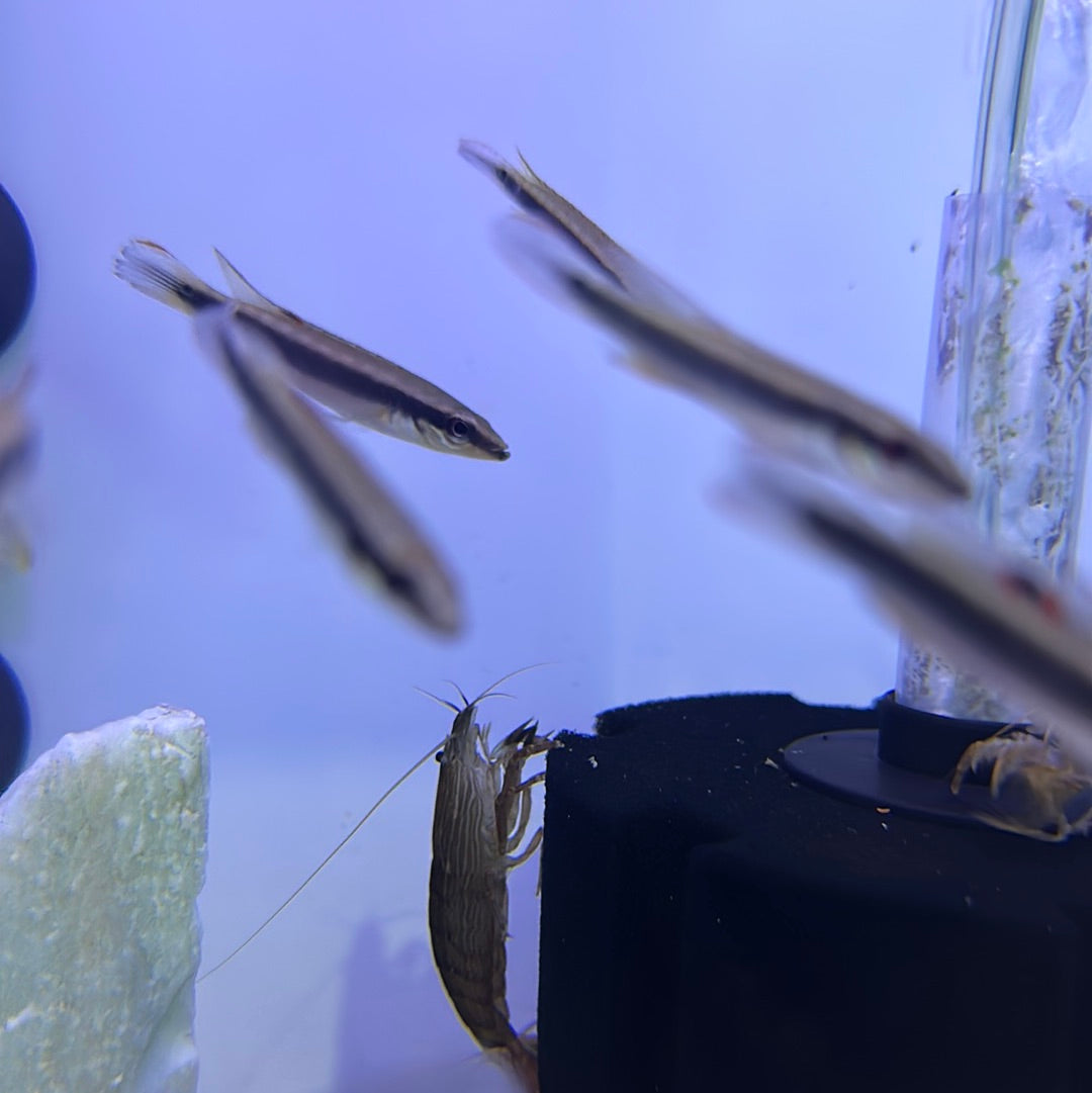 Regani Pike Fish (Crenicichla Regani) – monsteraquariumonline