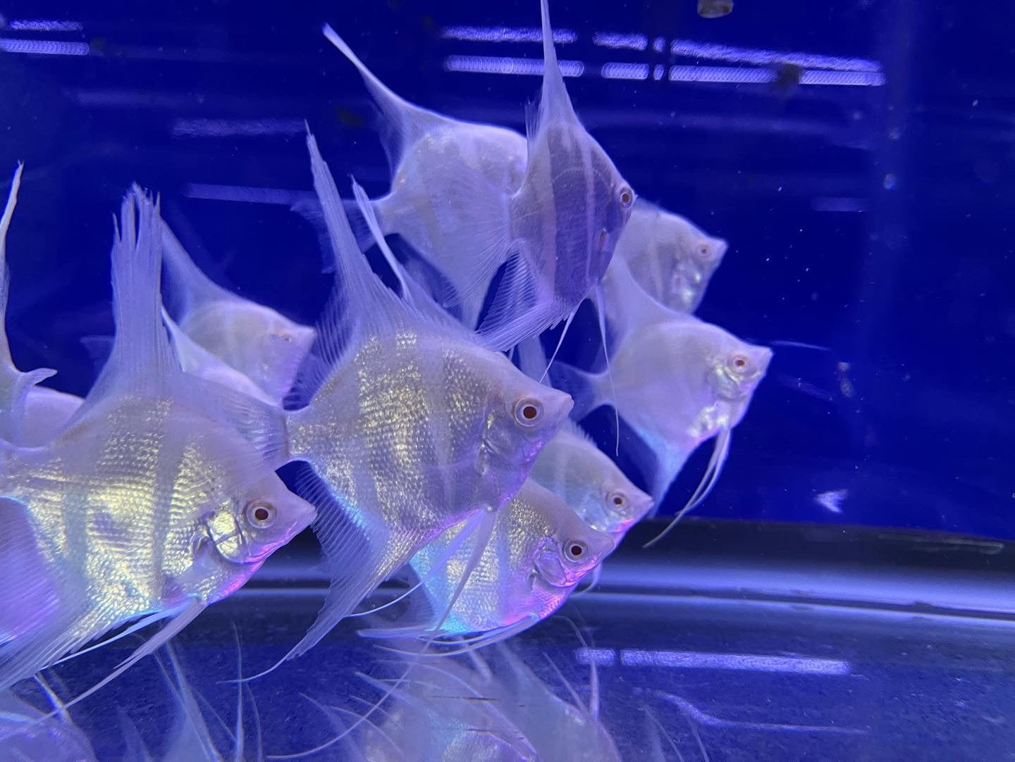 Live Aquarium Freshwater Angelfish For Sale - Monster Aquarium ...