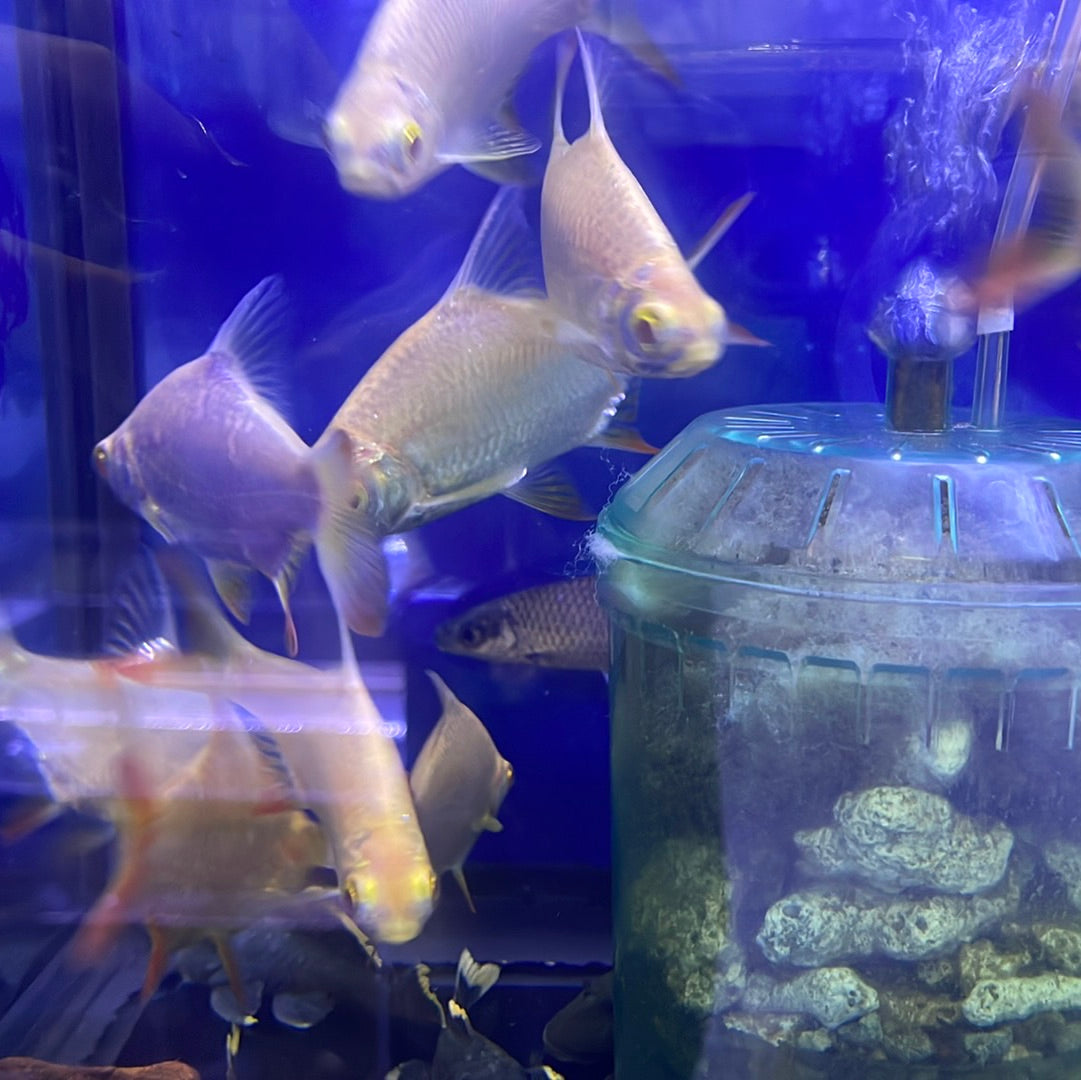 Albino Tinfoil Barb (Barbonymus schwanenfeldii) – monsteraquariumonline