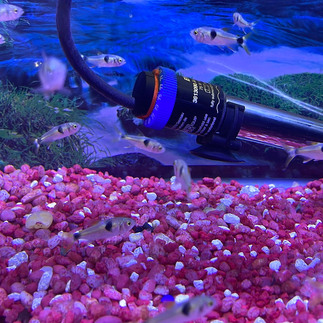 Exodon Paradoxus ( Bucktooth tetra ) – monsteraquariumonline