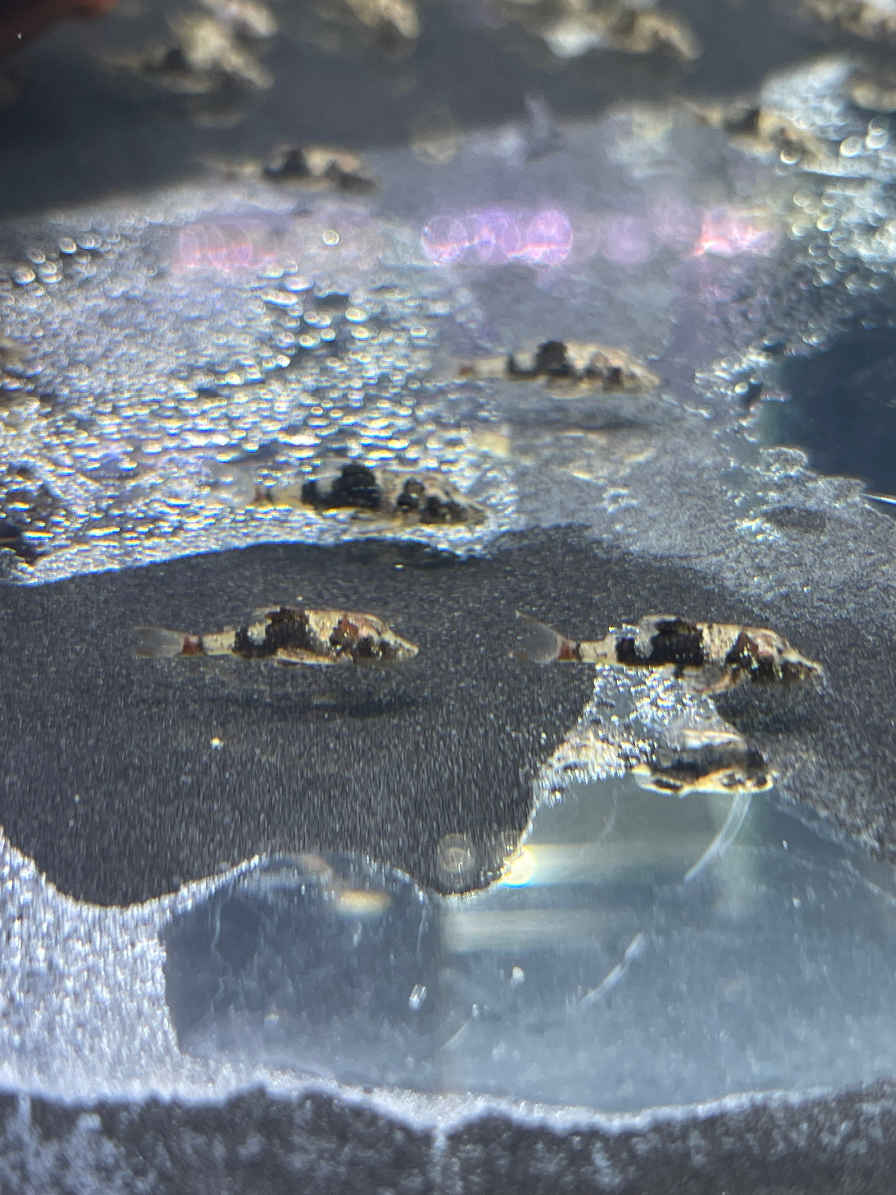 Bumble bee Otto Catfish – monsteraquariumonline