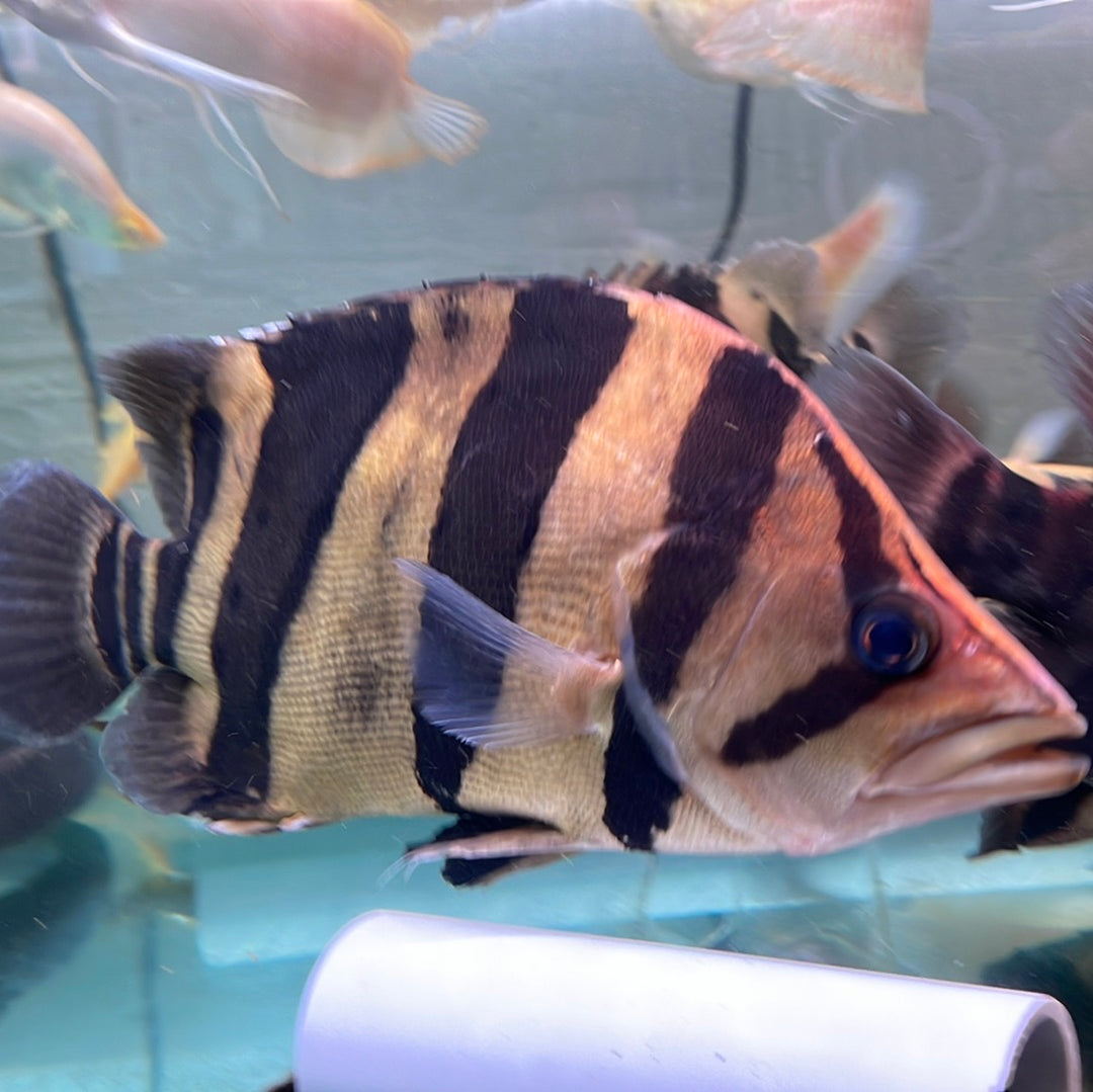 Products – monsteraquariumonline