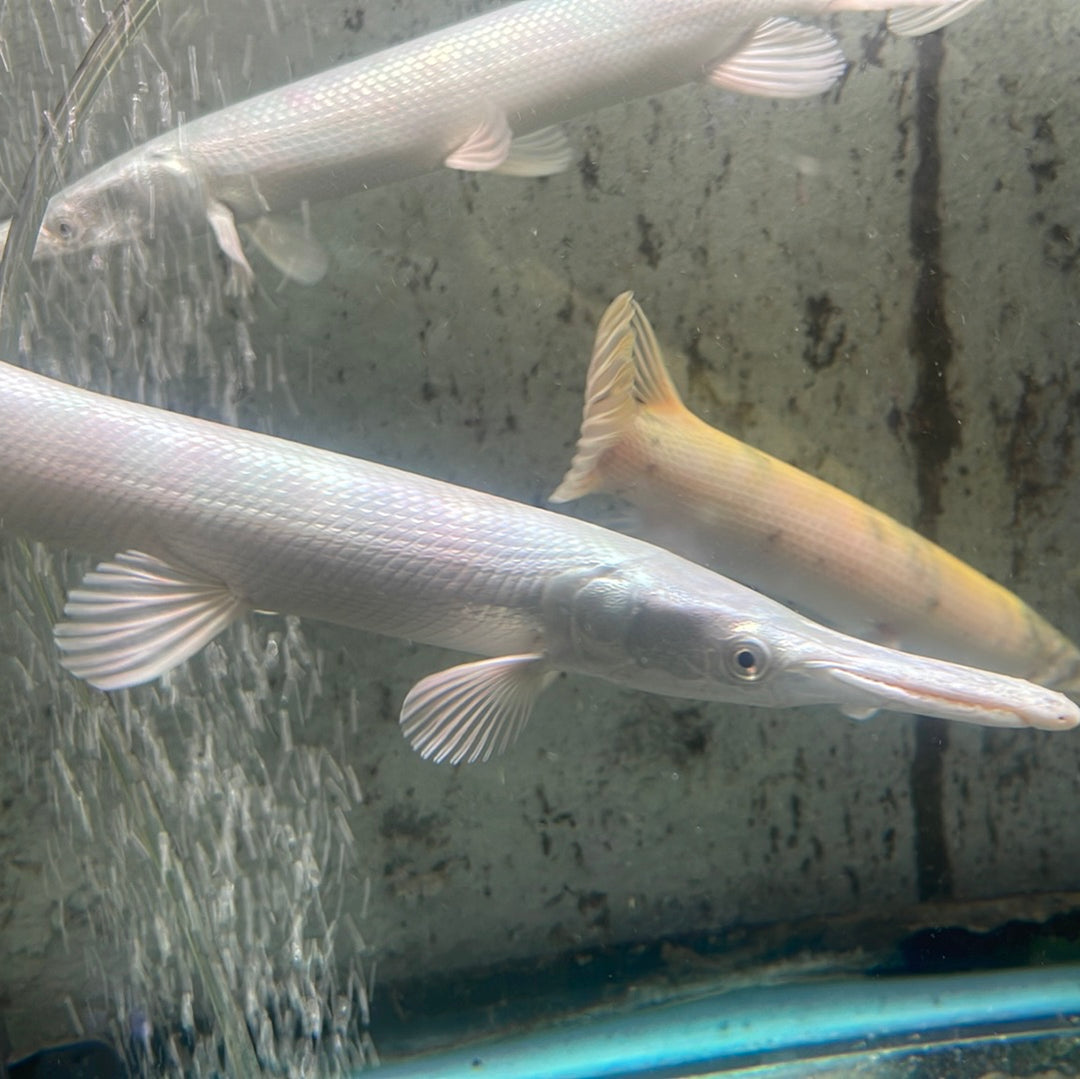 Gar Fish for Sale | Prehistoric Freshwater Predators