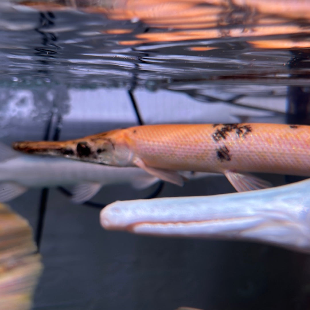 Gold Marbled Alligator Gar (Atractosteus Spatula)