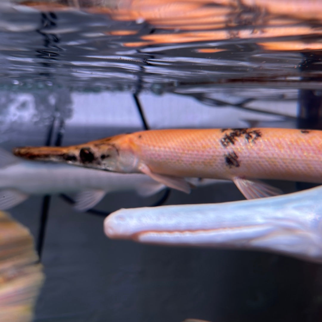Gold Marbled Alligator Gar (Atractosteus Spatula) – monsteraquariumonline